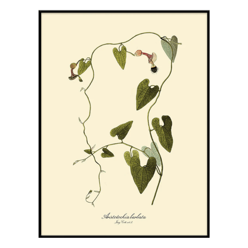 Aristolochia Babata Vine Art Print - Uneeka