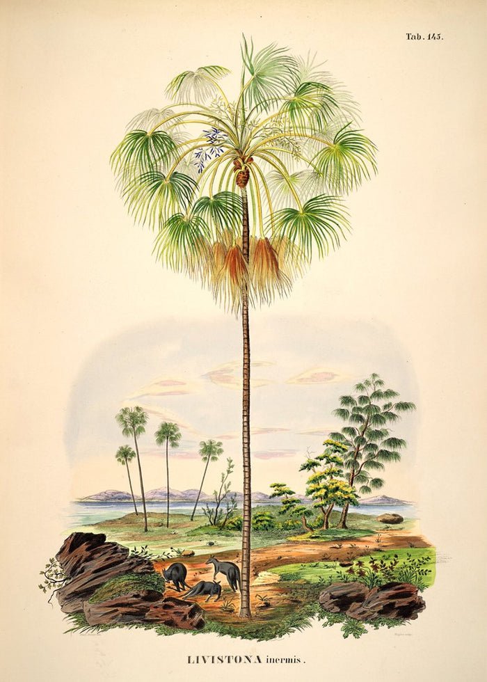 Kangaroo Palm Framed Print - Uneeka
